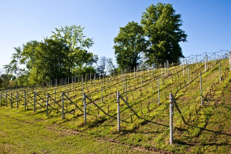 Smart Irrigation Valves vs. Smart Irrigation Controllers | Lumo