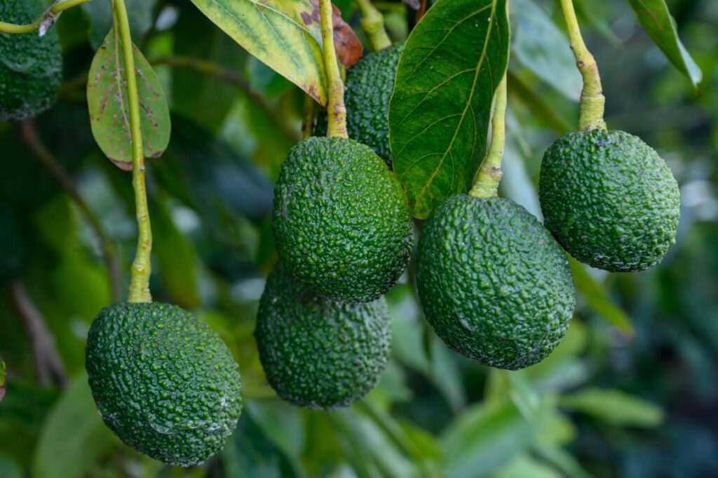 Avocado Irrigation: Precision Watering for Consistent Growth | Lumo