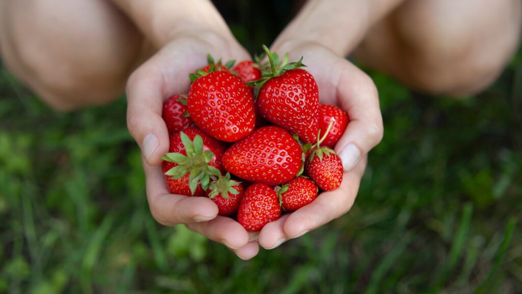 Strawberry Irrigation System: Precision Watering for Juicier Berries | Lumo