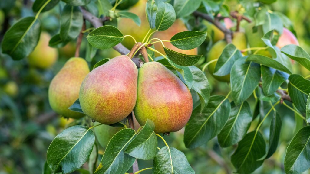 Pear Irrigation: Precise Water Use for Healthier Trees | Lumo